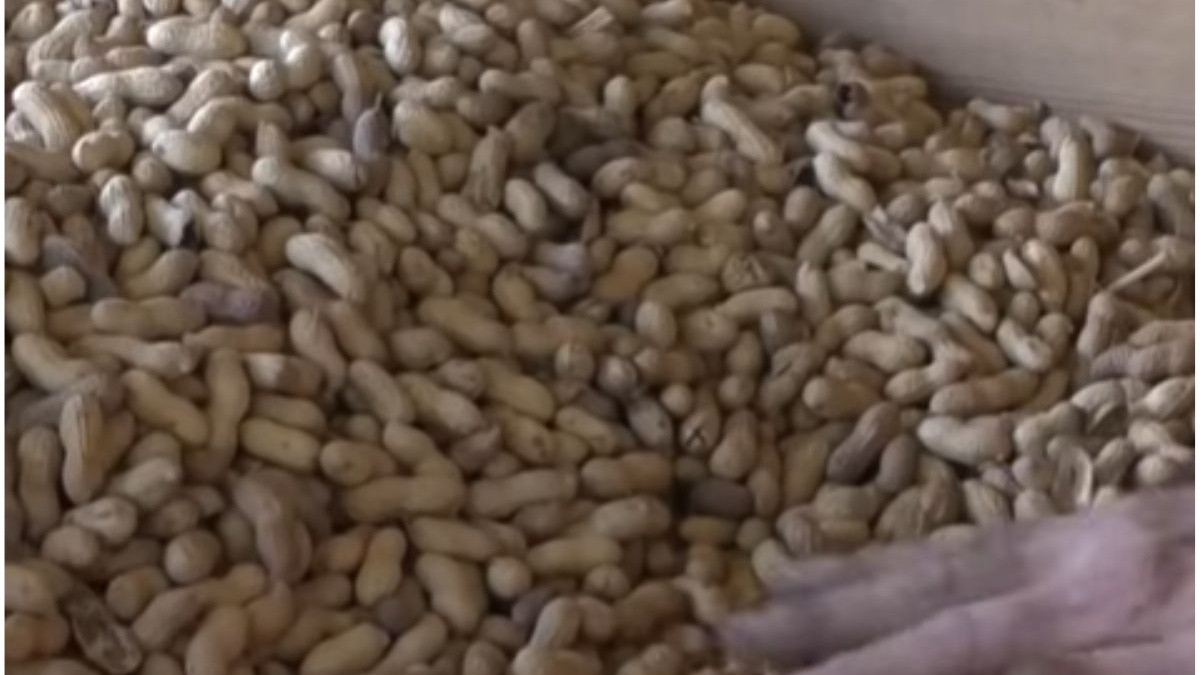 Why Do Peanuts Make You Gassy?