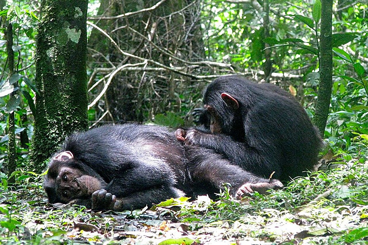 Young female chimps develop nest-building independence earlier than ...