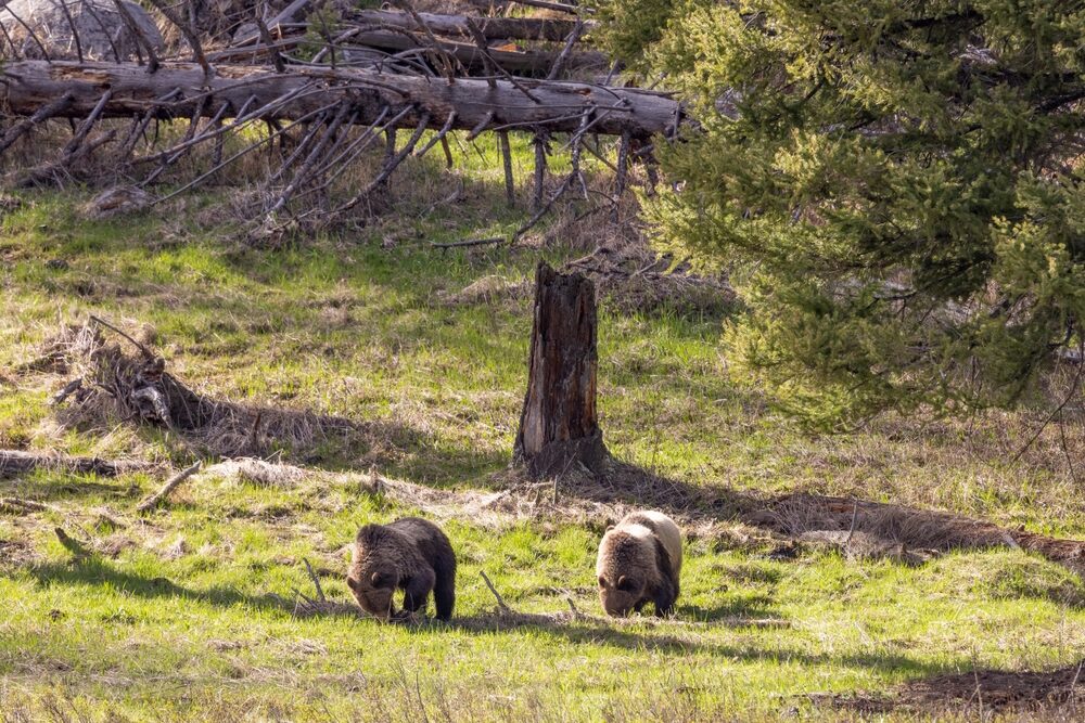 Where to See Wild Animals in the U.S.—The 12 Best Natural Hotspots ...