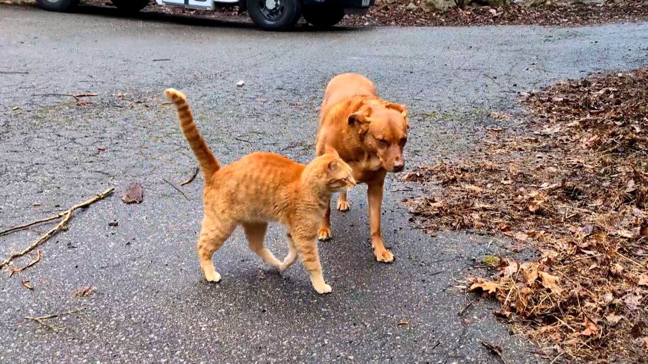 Annoying cat blocks dog's path