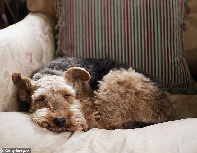 Revealed: The world's most beautiful dog, according to science