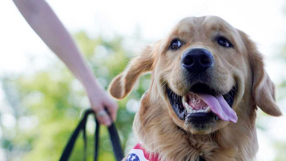 How many teeth do dogs have? (And why it matters)