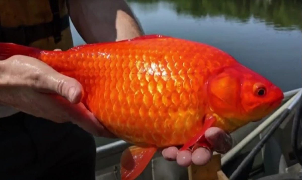 U.S. Fish & Wildlife Shares Shocking Picture to Explain Why You Should ...