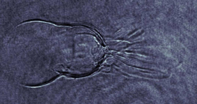 Physicists capture elusive plasma instability in unprecedented detail