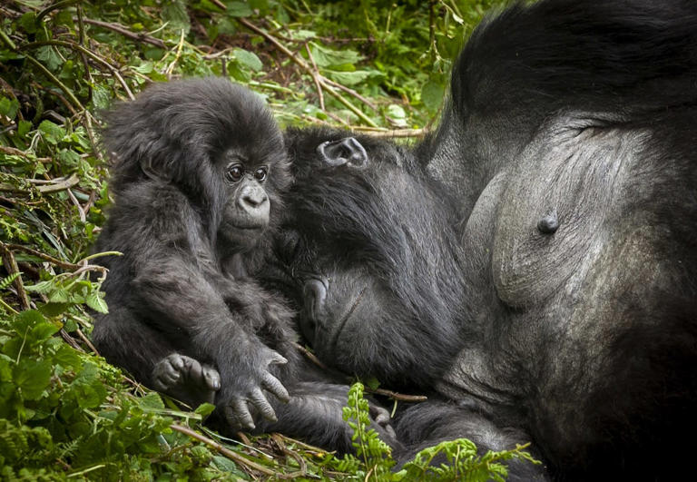 The environmental toll of the M23 conflict in eastern DRC (Analysis)