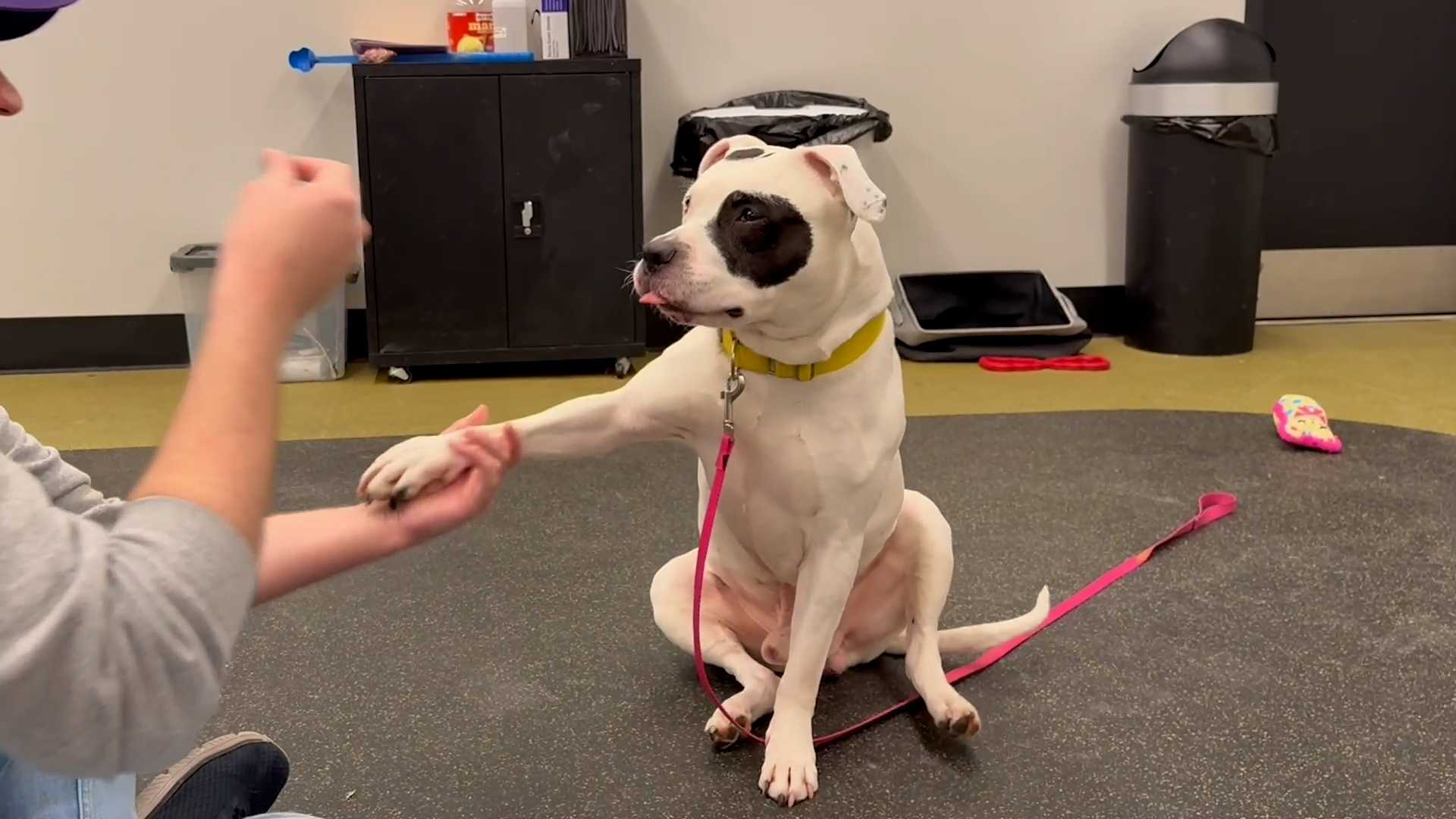 A treat-motivated, sweet boy: Meet Pac, the Nebraska Humane Society's ...
