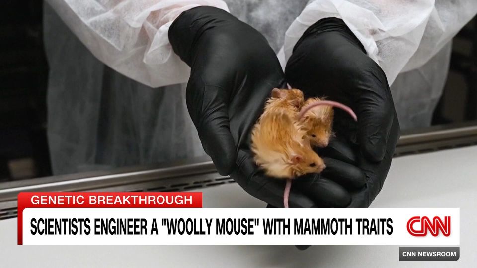 Scientists create ‘woolly mice’ in a step to bring back the mammoth