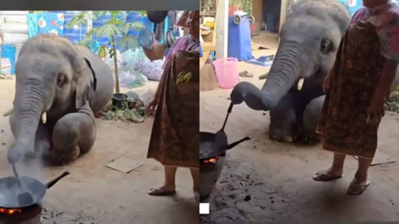 'Chefs Should Be Scared': Elephant's Adorable Cooking Skills Go Viral ...
