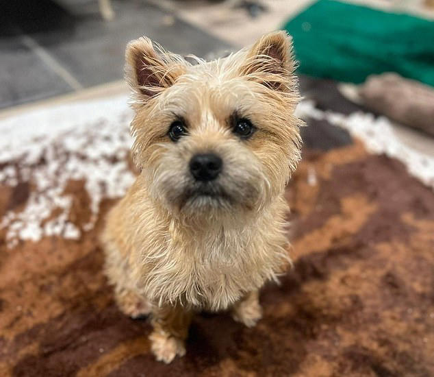 Revealed: The world's most beautiful dog, according to science