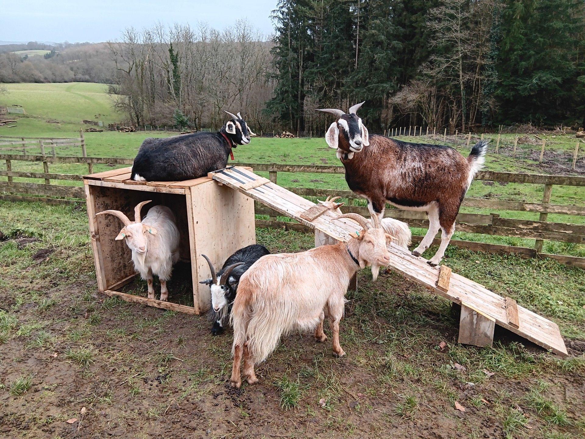 Goats treated to new climbing frame at Duckyls Farm