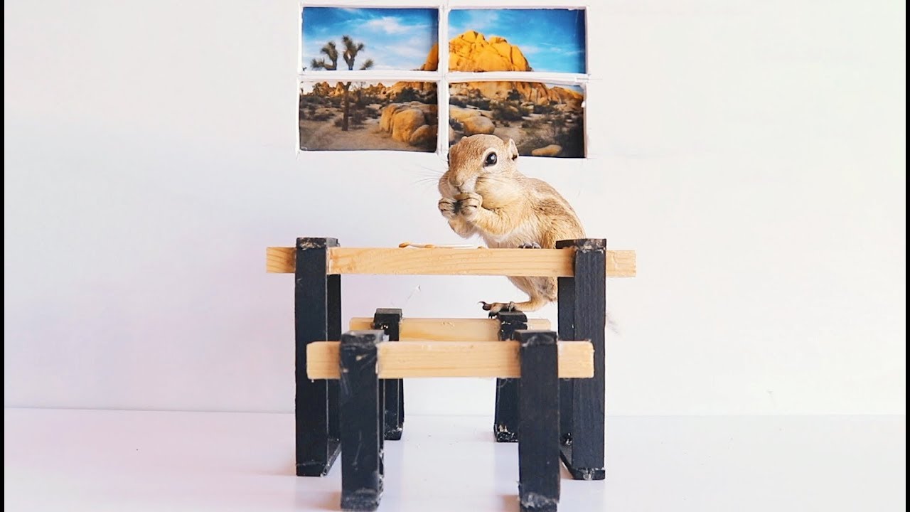 I Built a Mini Dining Table for My Backyard Squirrel