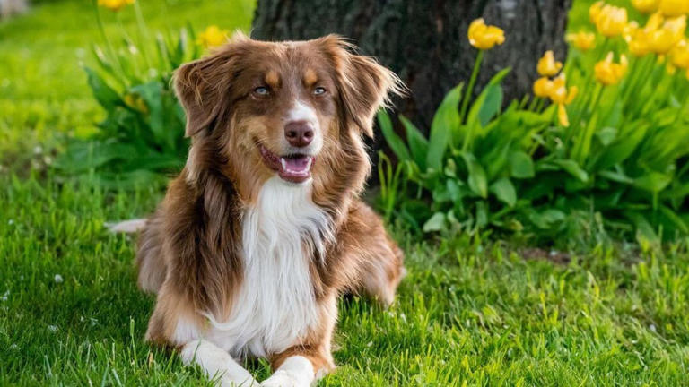 Dog owners warned to keep pets away from toxic spring plants