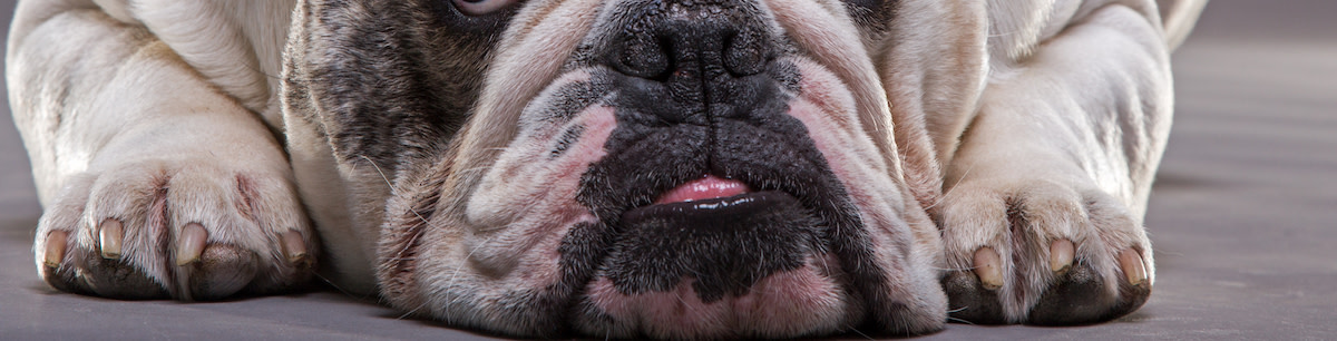 Adorably Chunky British Bulldog Gives Major 'Jabba the Hutt' Vibes and ...