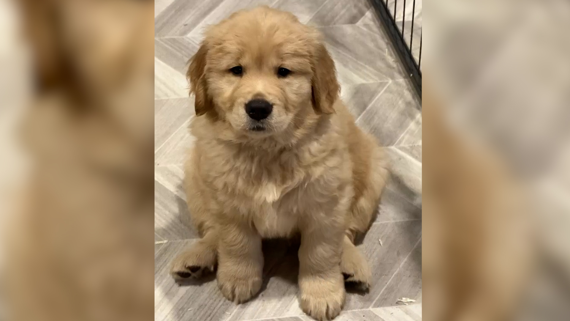 Precious Way Golden Retriever Puppy 'Chose' Owner