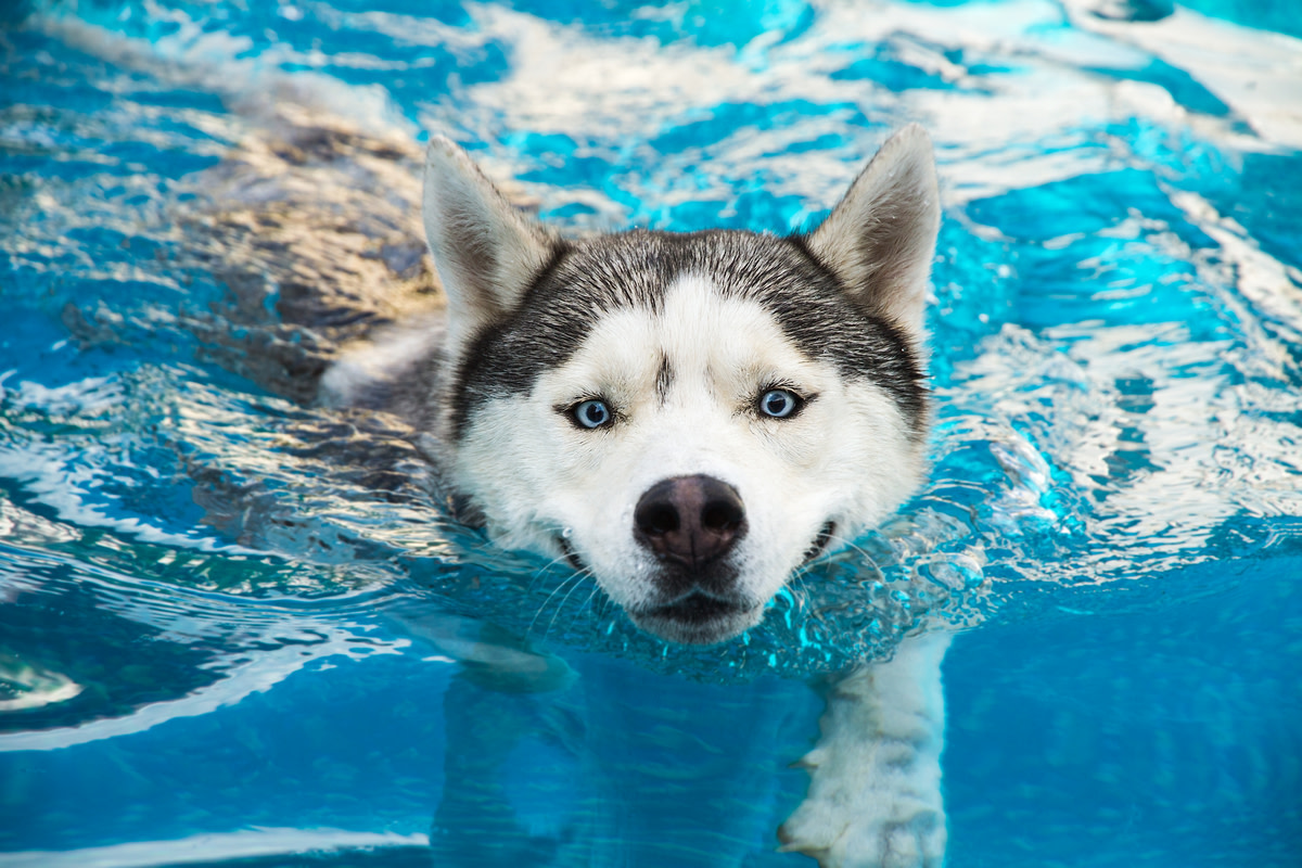 Husky Unleashes Epic Paddle Boarding Moves with Hilarious Spinning Zoomies