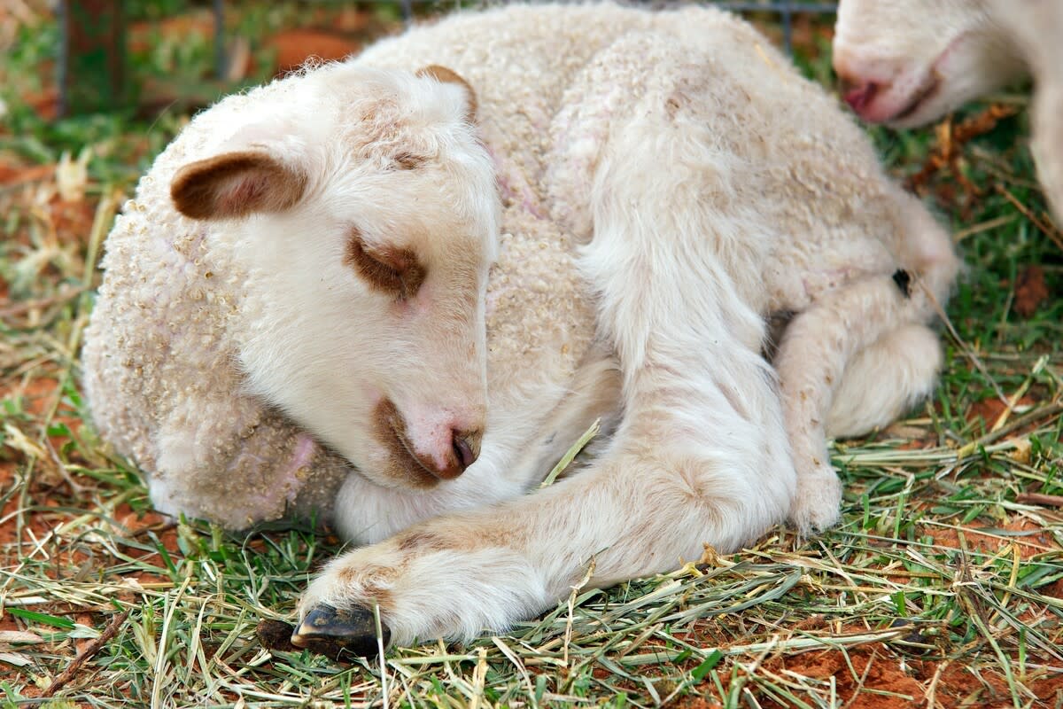Adorable Lamb Never Grew Out of His Newborn Sleepy Phase, and Everyone ...