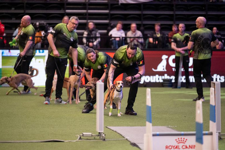 Crufts 2025's must-watch dog sport Flyball and all you need to know ...