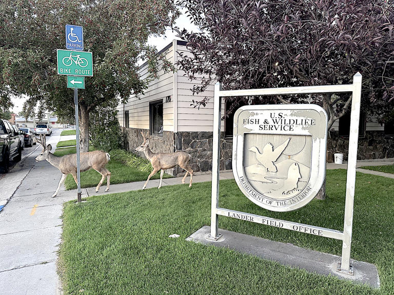Gaza’s barrad: Lemon slushy drink hits Dubai market