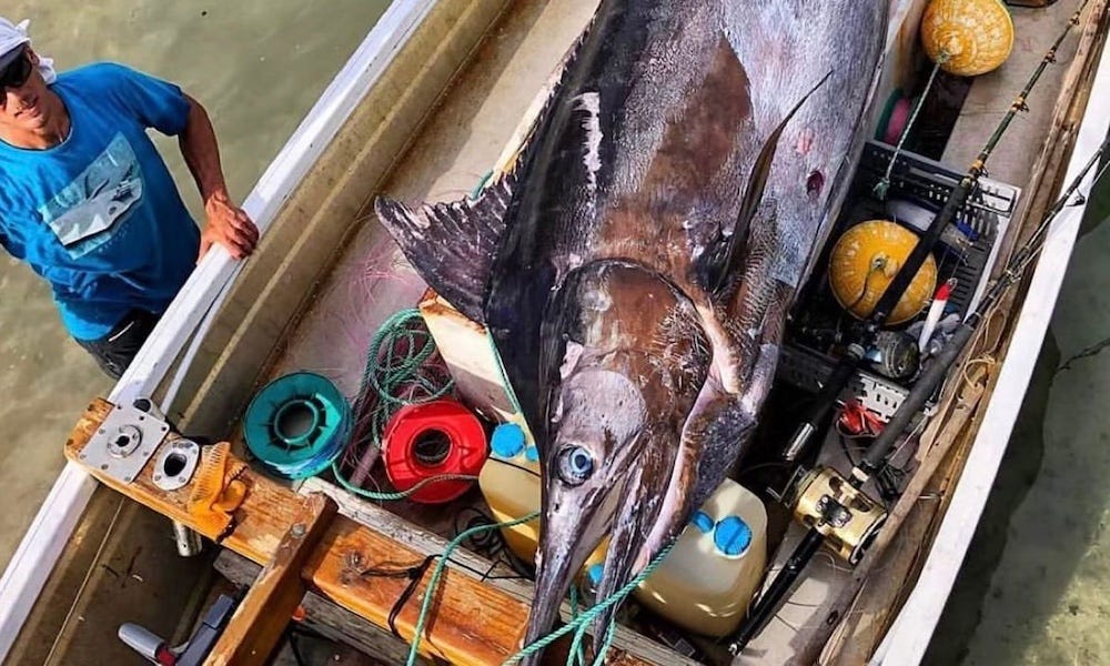 Massive marlin caught from tiny boat in remarkable fishing achievement