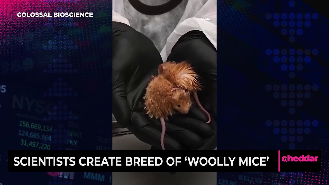 Scientists Create Breed of ‘Woolly Mice’