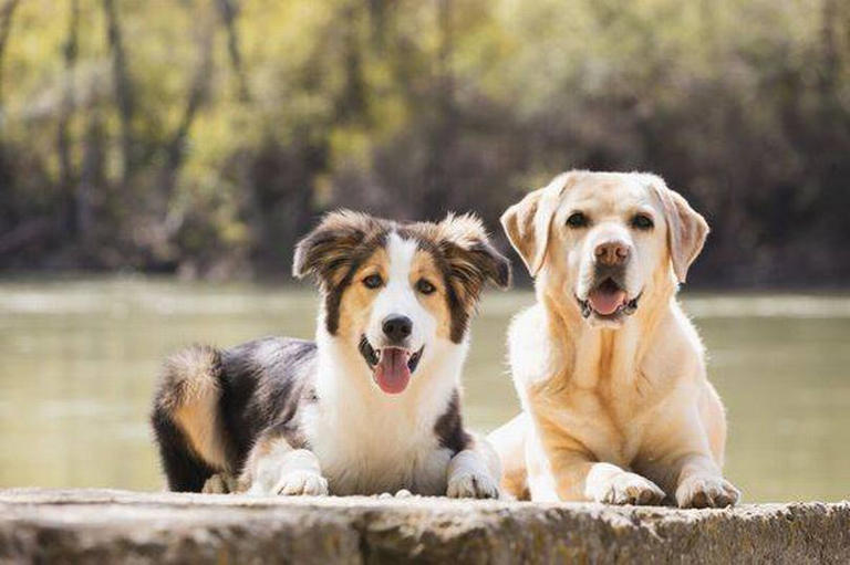 Expert names 5 smartest dog breeds including one that's 'exceptionally ...