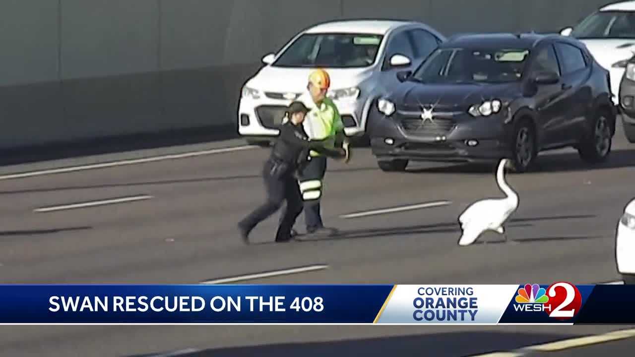 Highway cam captures swan leading police on wild chase on busy Orlando ...