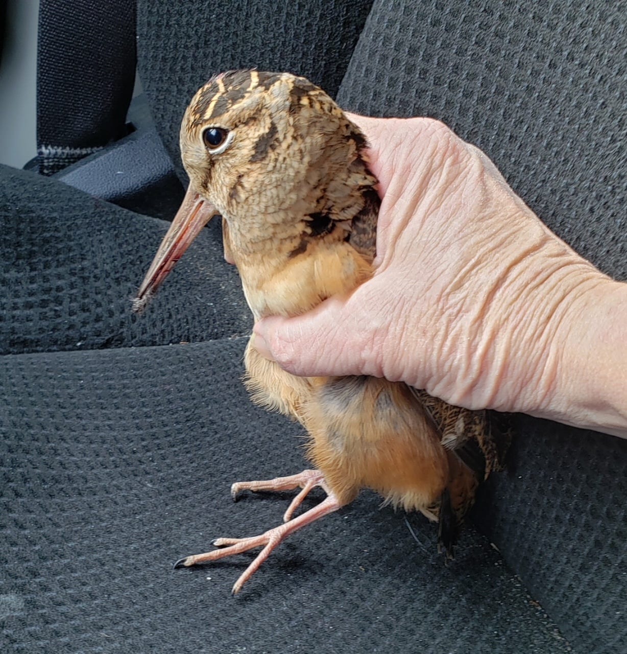 Spring arrives: First bird to hit a South Loop window rescued
