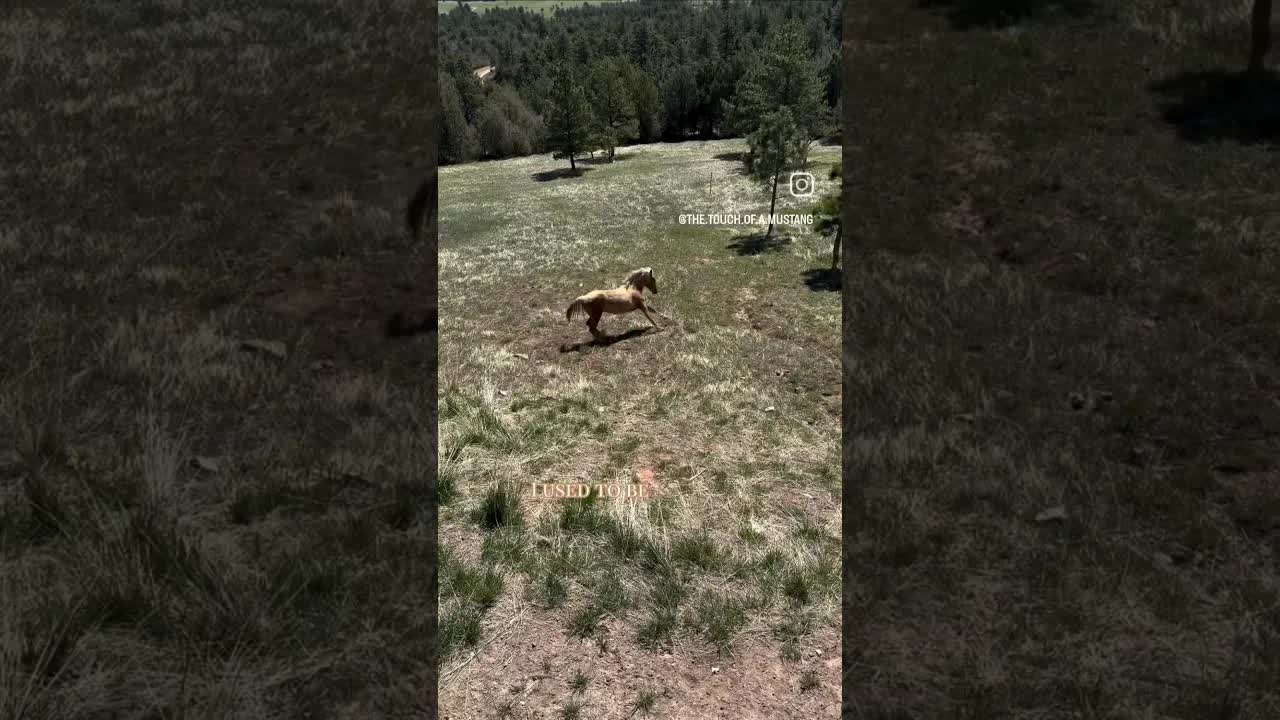 Overcoming Fear: Mustang's Journey