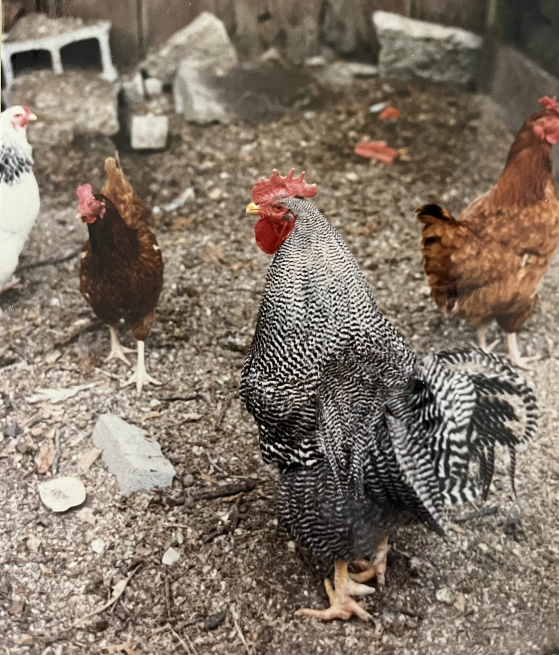 MDARD reports bird flu discovery in backyard flock. What Michigan ...