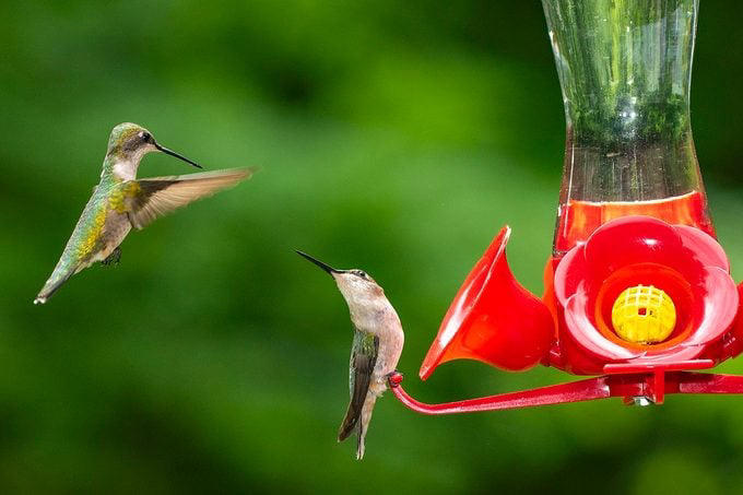Glass vs plastic hummingbird feeder: Pros and cons
