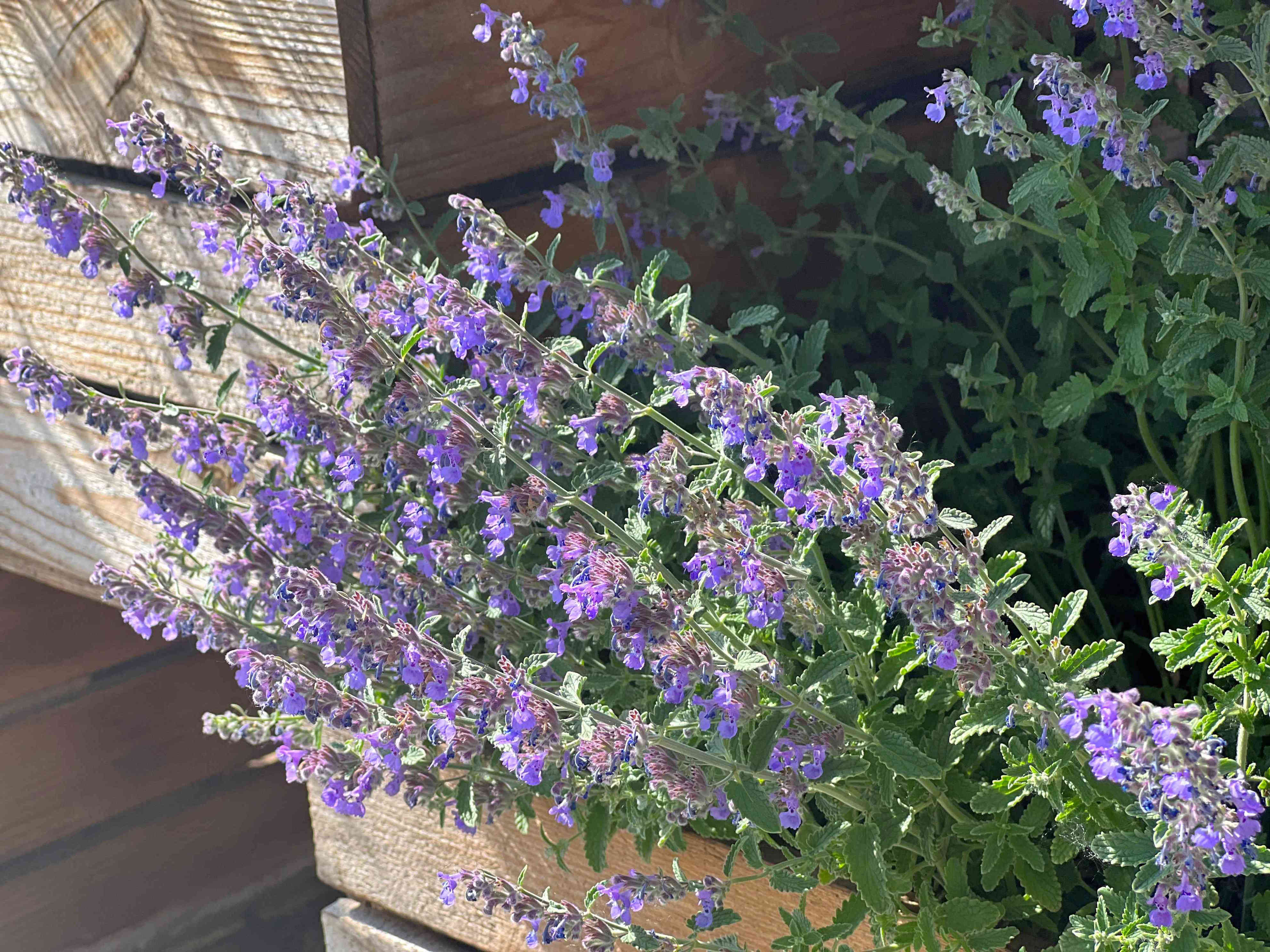 How to Grow Catnip Indoors and Outside, According to Horticulturists