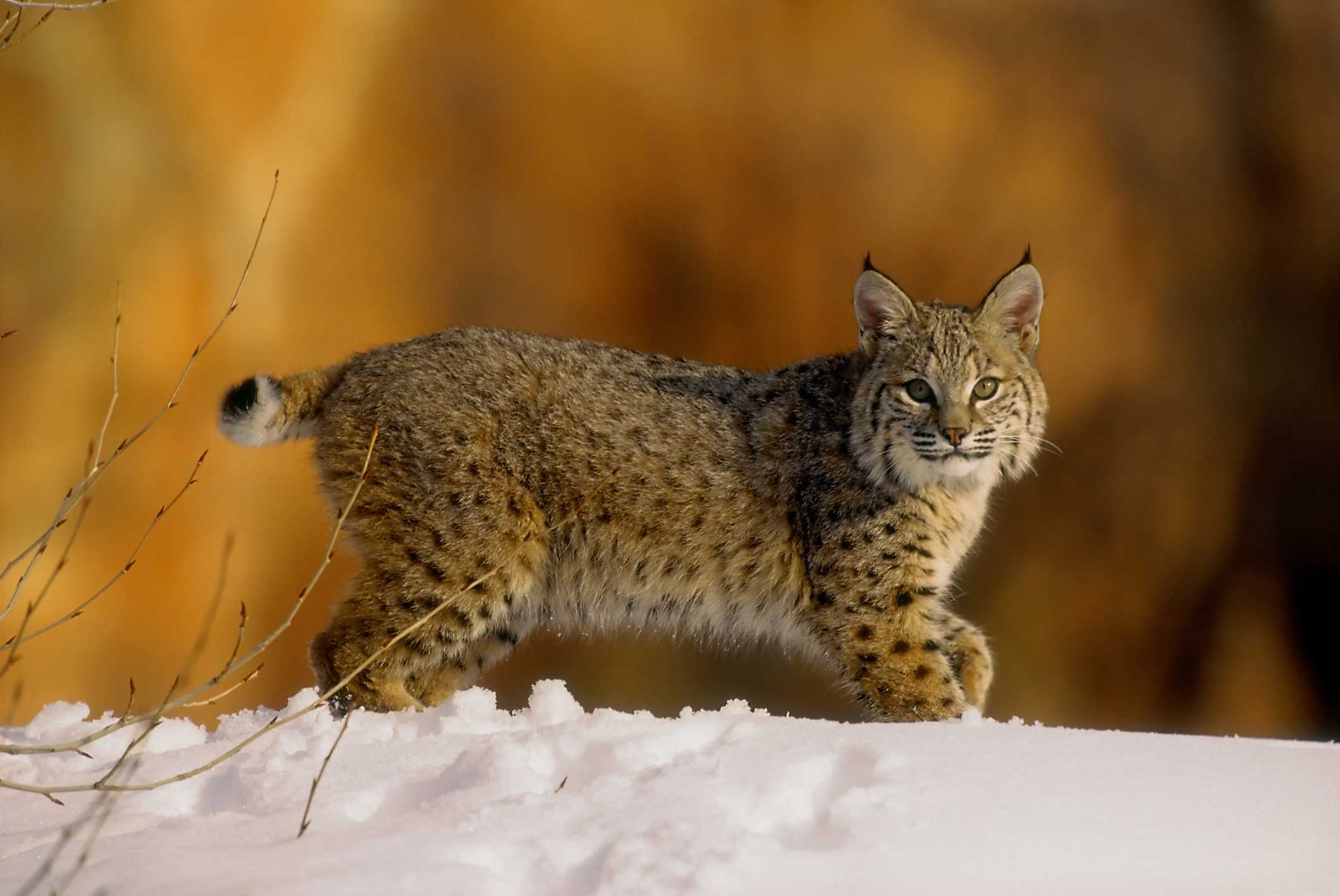 Mass. police officer recovering after being attacked by bobcat