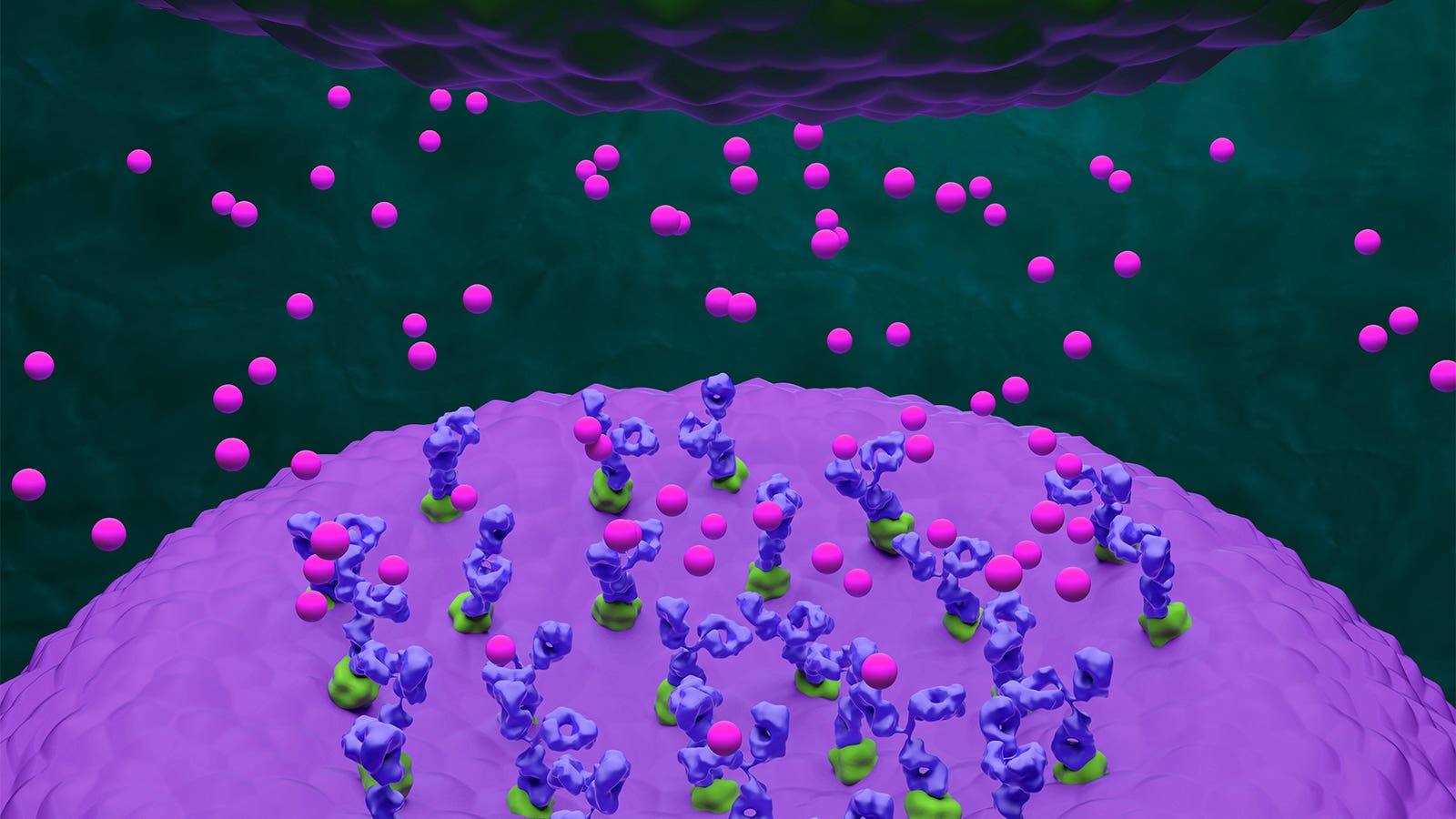 Myasthenia Gravis Exacerbations