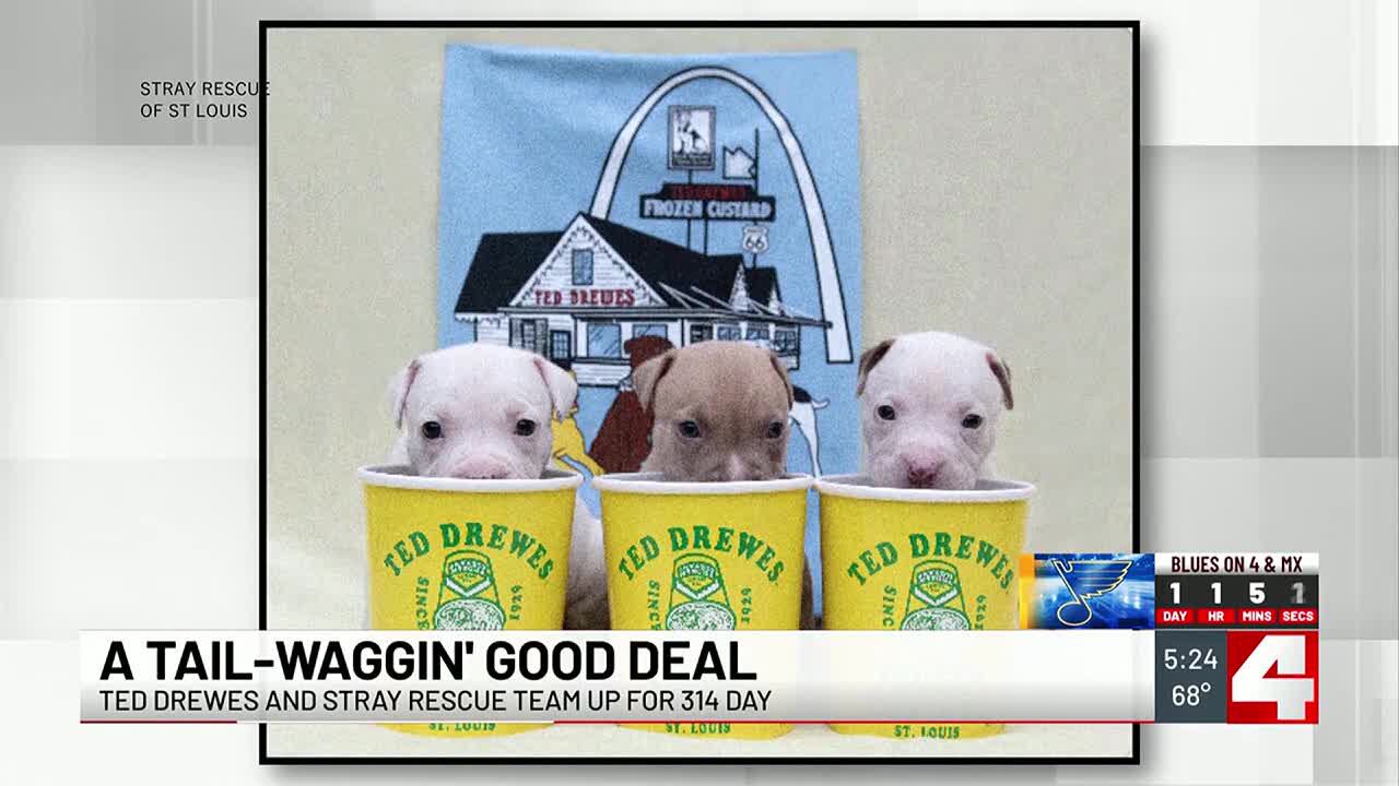 Ted Drewes and Stray Rescue of St. Louis join forces to help animals in ...