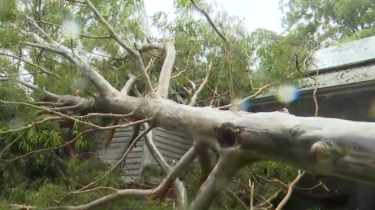 Homes smashed by trees, fires sparked on power lines