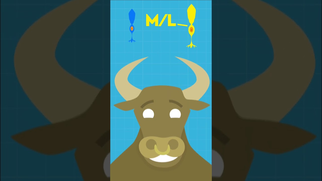 Bulls do not get angry from seeing the color red