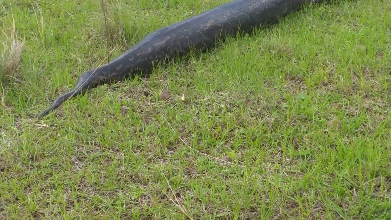 Massive African Rock Python Spotted in Ballito