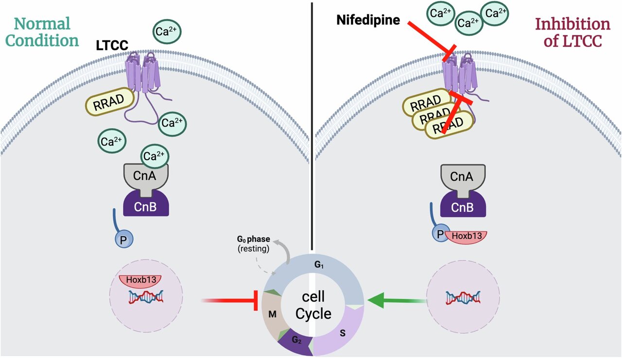 Calcium channel inhibition promotes cardiac regeneration, offering hope ...