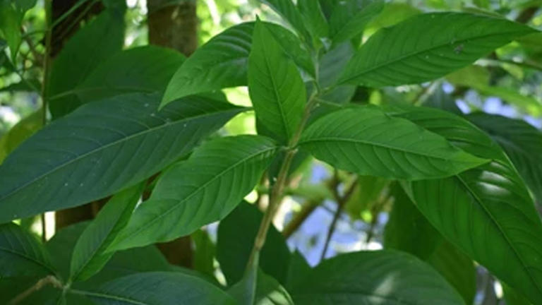 Adusa: Understanding Benefits Of The Herb For Cough, Cold, And Asthma