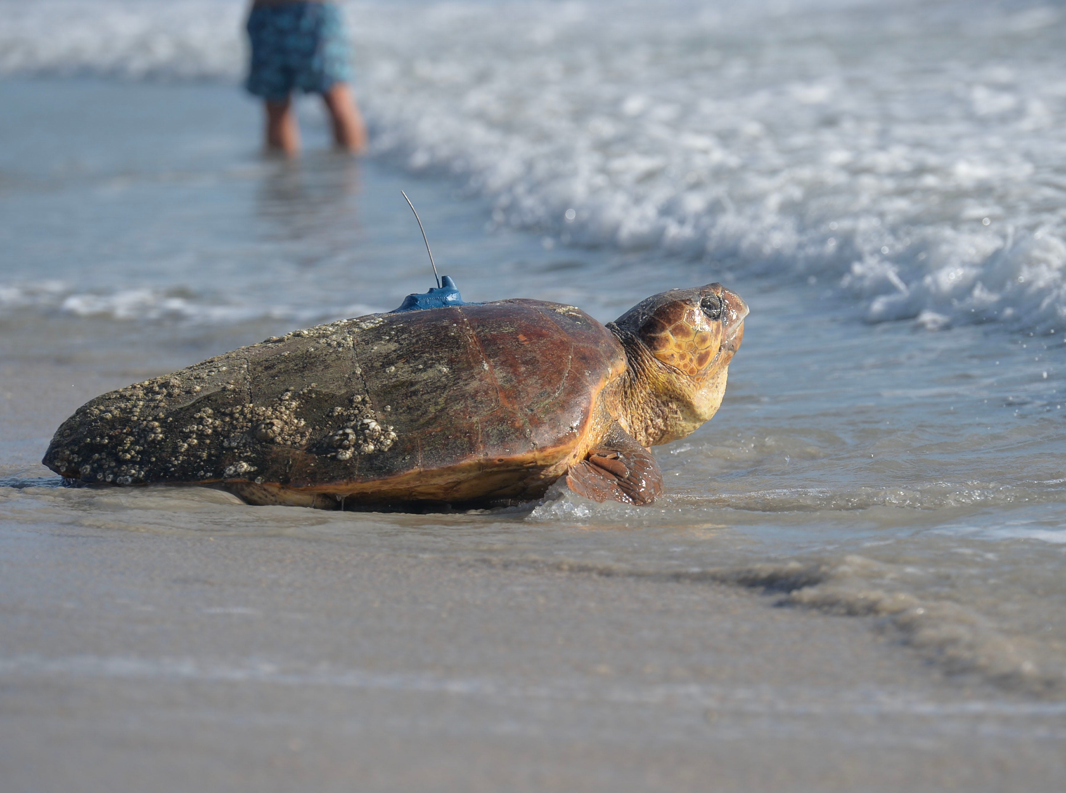 Sea turtles Ariel and Moana to be released with trackers from Disney's ...
