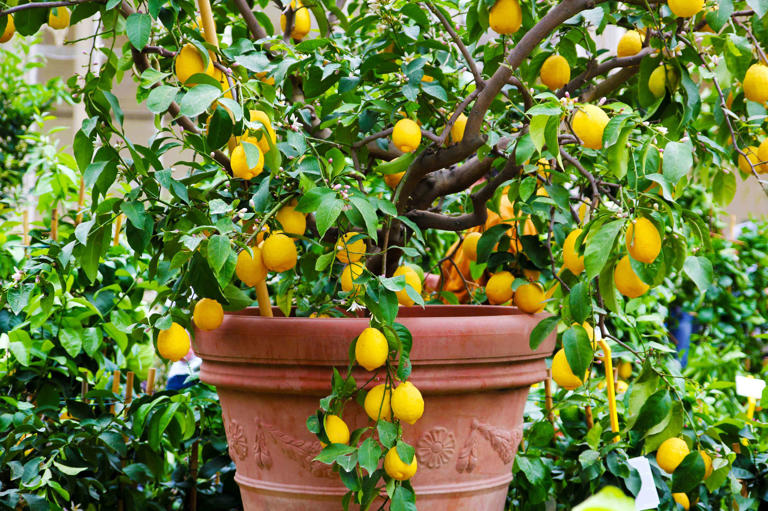 How to Propagate a Lemon Tree for an Endless Supply of Citrus