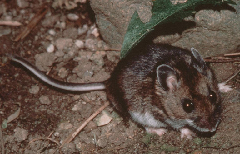 What is hantavirus? Explainer of the illness behind Betsy Arakawa's death