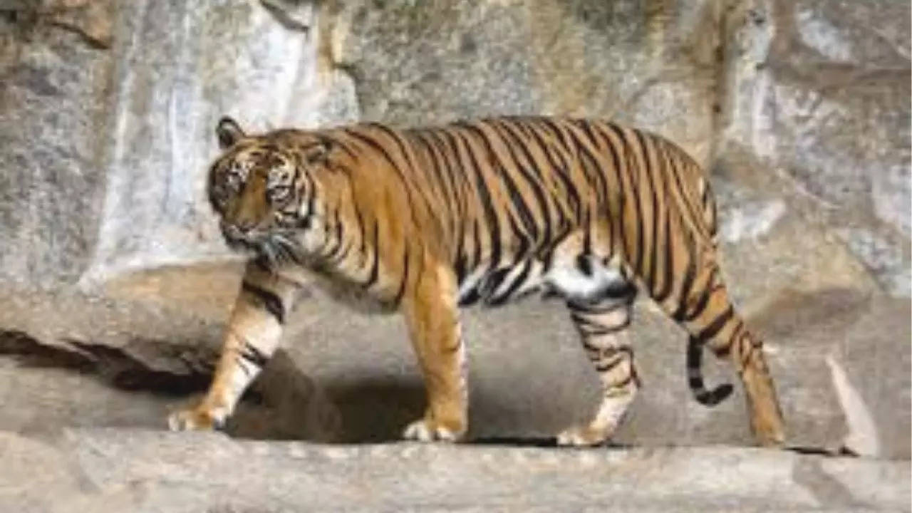 Sumatran tiger is the world’s ‘rarest’ tiger: Know its traits and ...