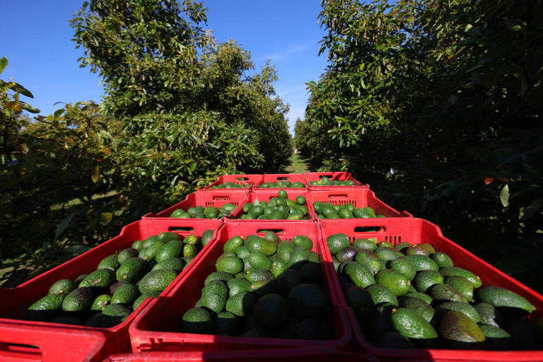How the Avocado Conquered America