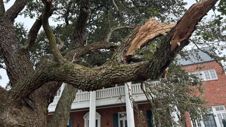 Tree where MLK is thought to have written 'I have a Dream' speech ...
