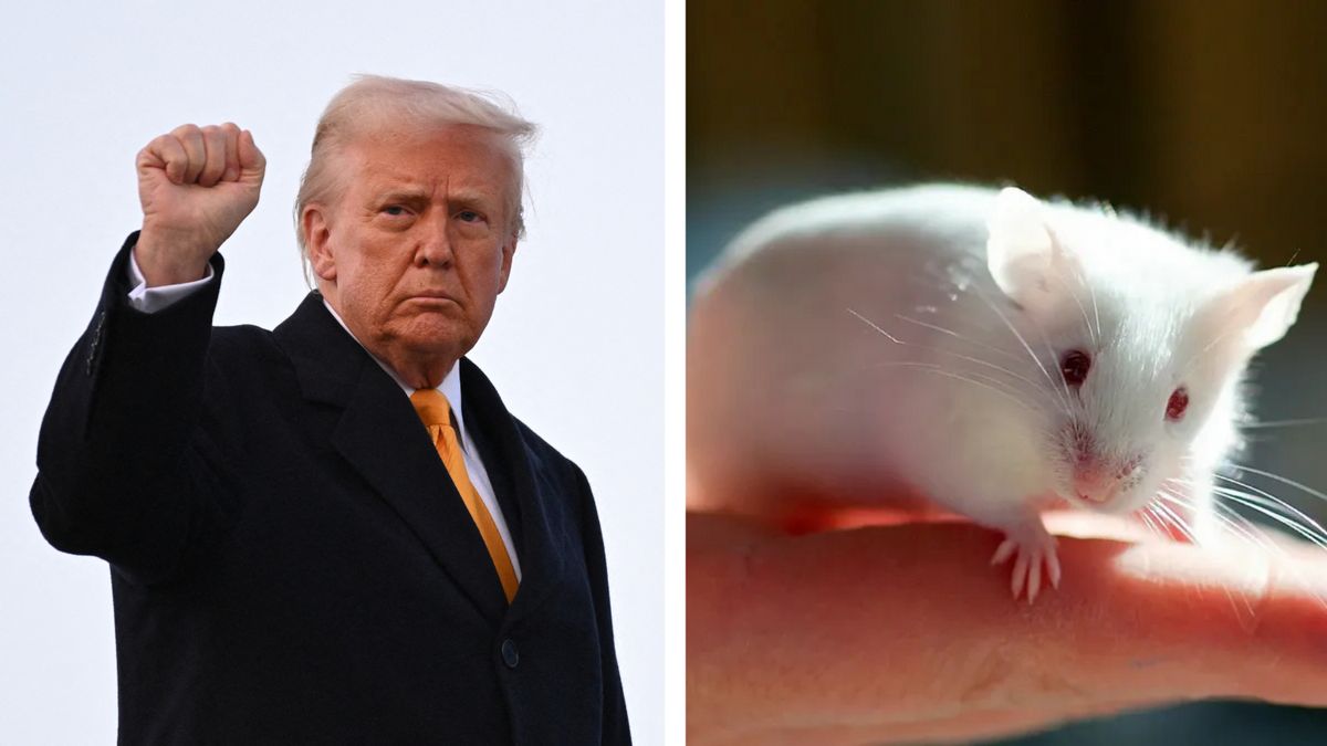 Analyzing claim Trump confused 'transgenic mice' with 'transgender mice ...