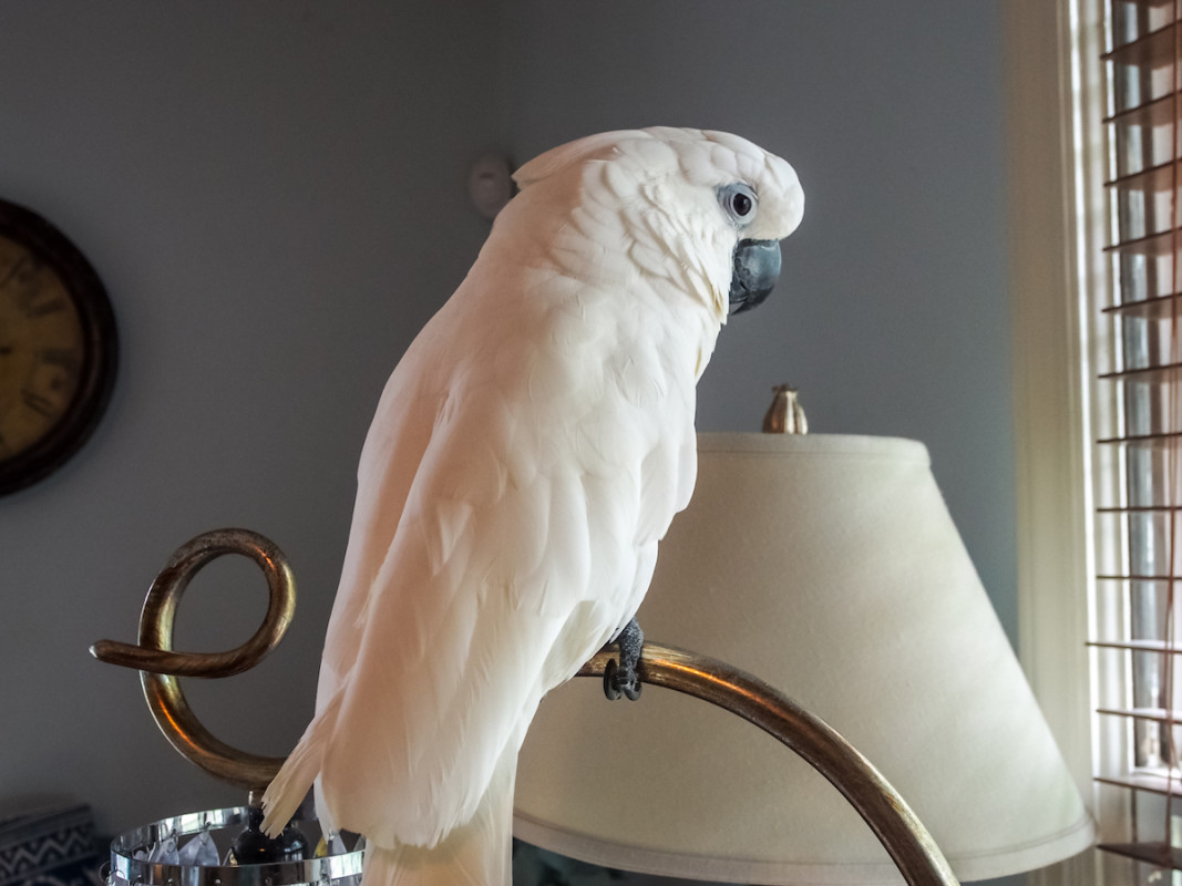 Concerned Cockatoo Worried About Birds Living Outside Really Needs a Hug