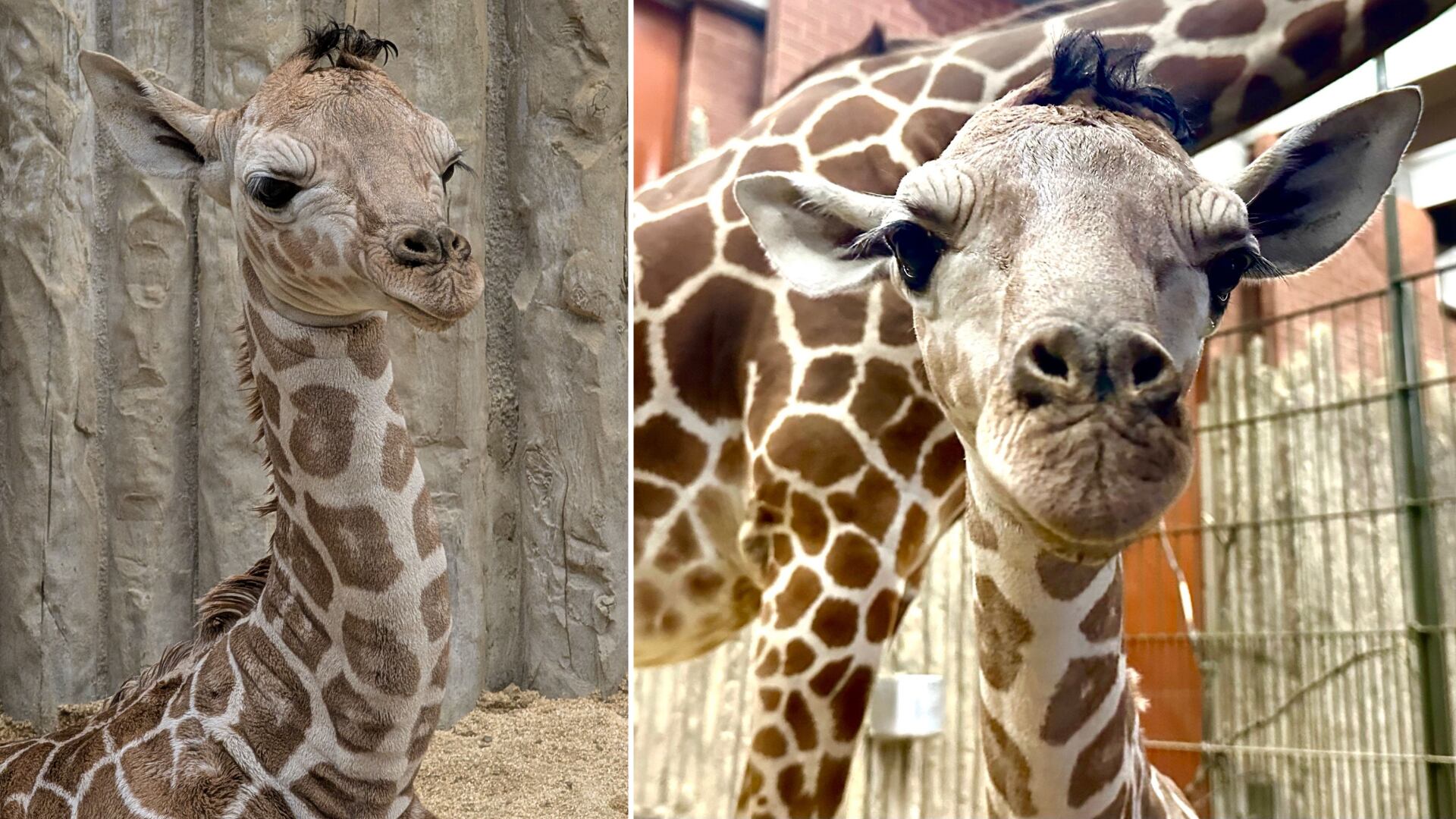Denver Zoo Conservation Alliance welcomes newborn giraffe!
