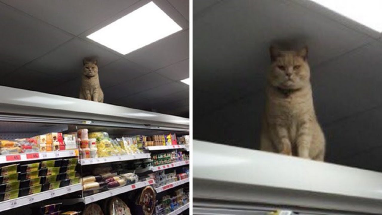 Stubborn cat won’t leave supermarket despite multiple attempts to ...