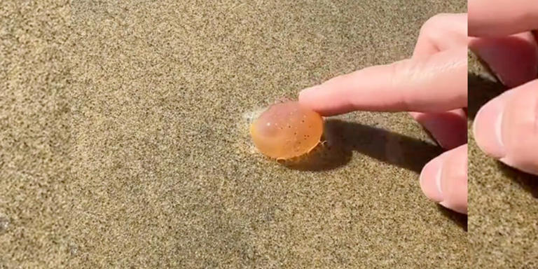 'Peeled Grape' Washed Up On Shore Is Actually World's Fastest-Growing ...
